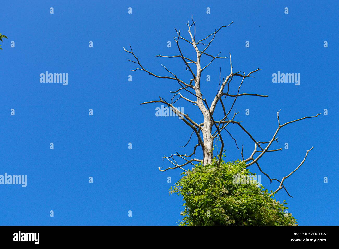 Point of view of green trees with the sky behind upwards Stock Photo ...