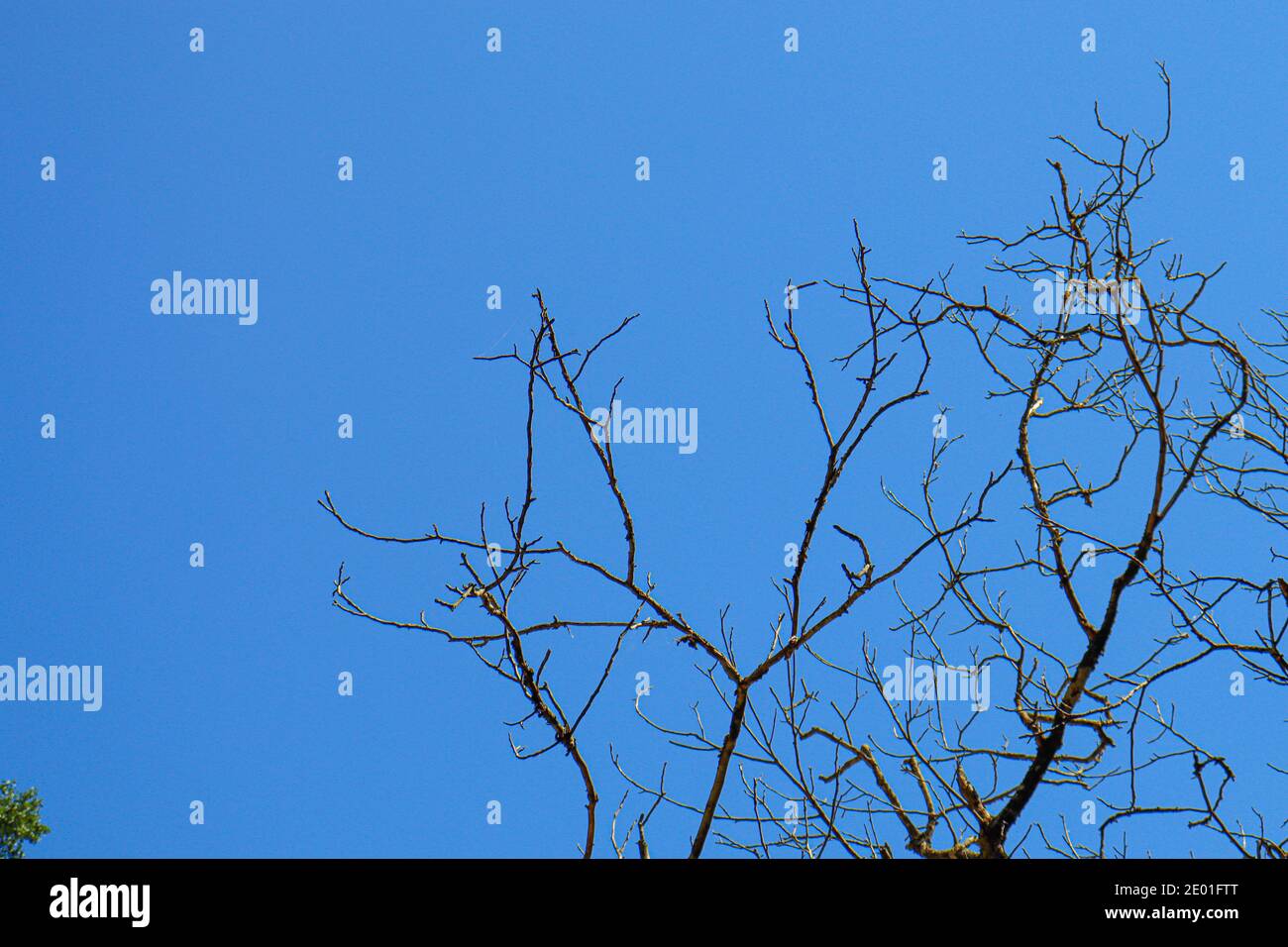 Point of view of green trees with the sky behind upwards Stock Photo ...