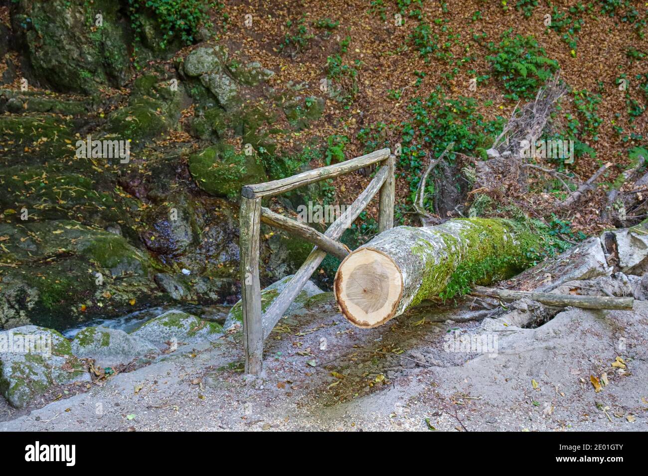 Tree cut bottom trunk hi-res stock photography and images - Alamy