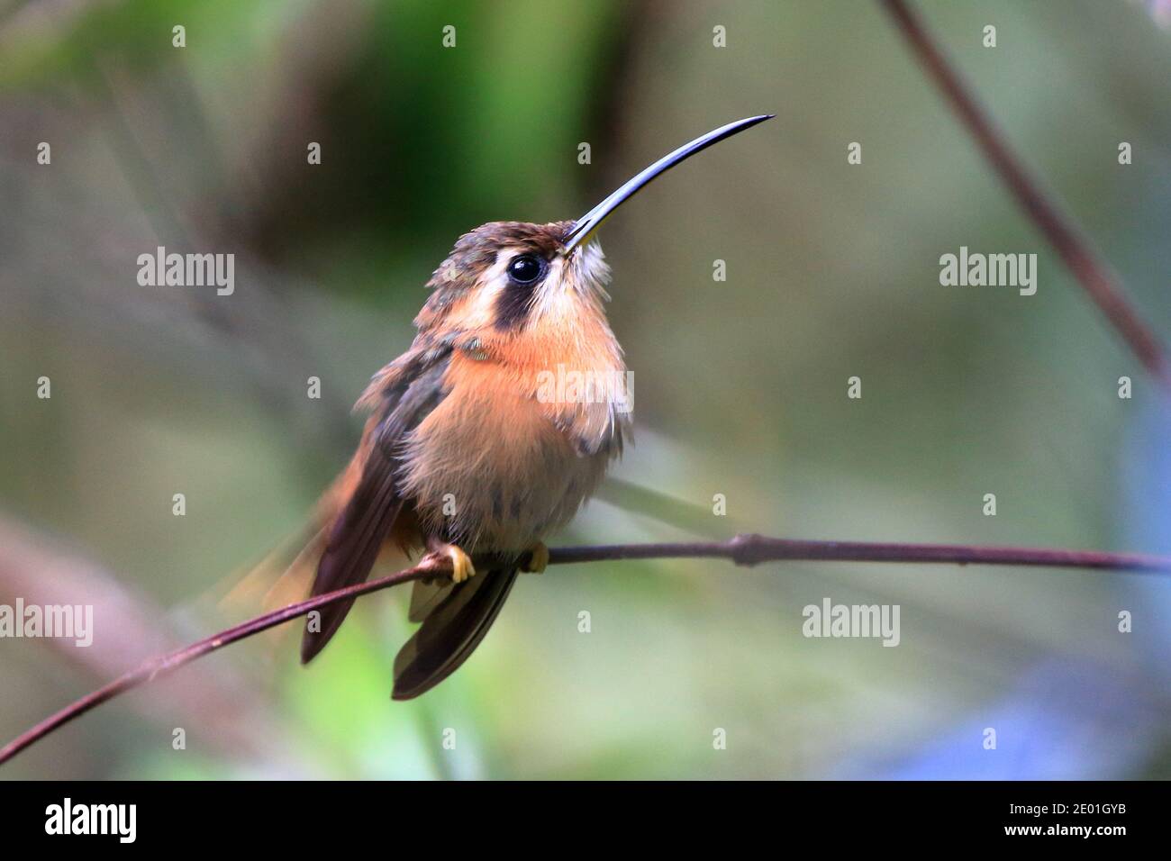photo of hummingbird (Reddish Hermit) perched on a branch with blurred ...