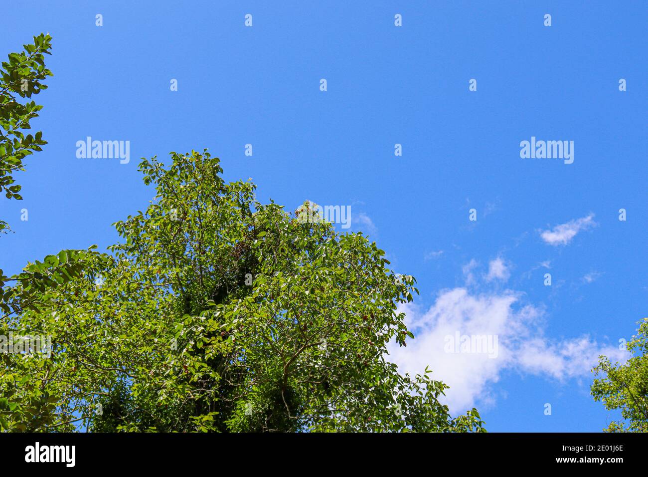 Point of view of green trees with the sky behind upwards Stock Photo ...