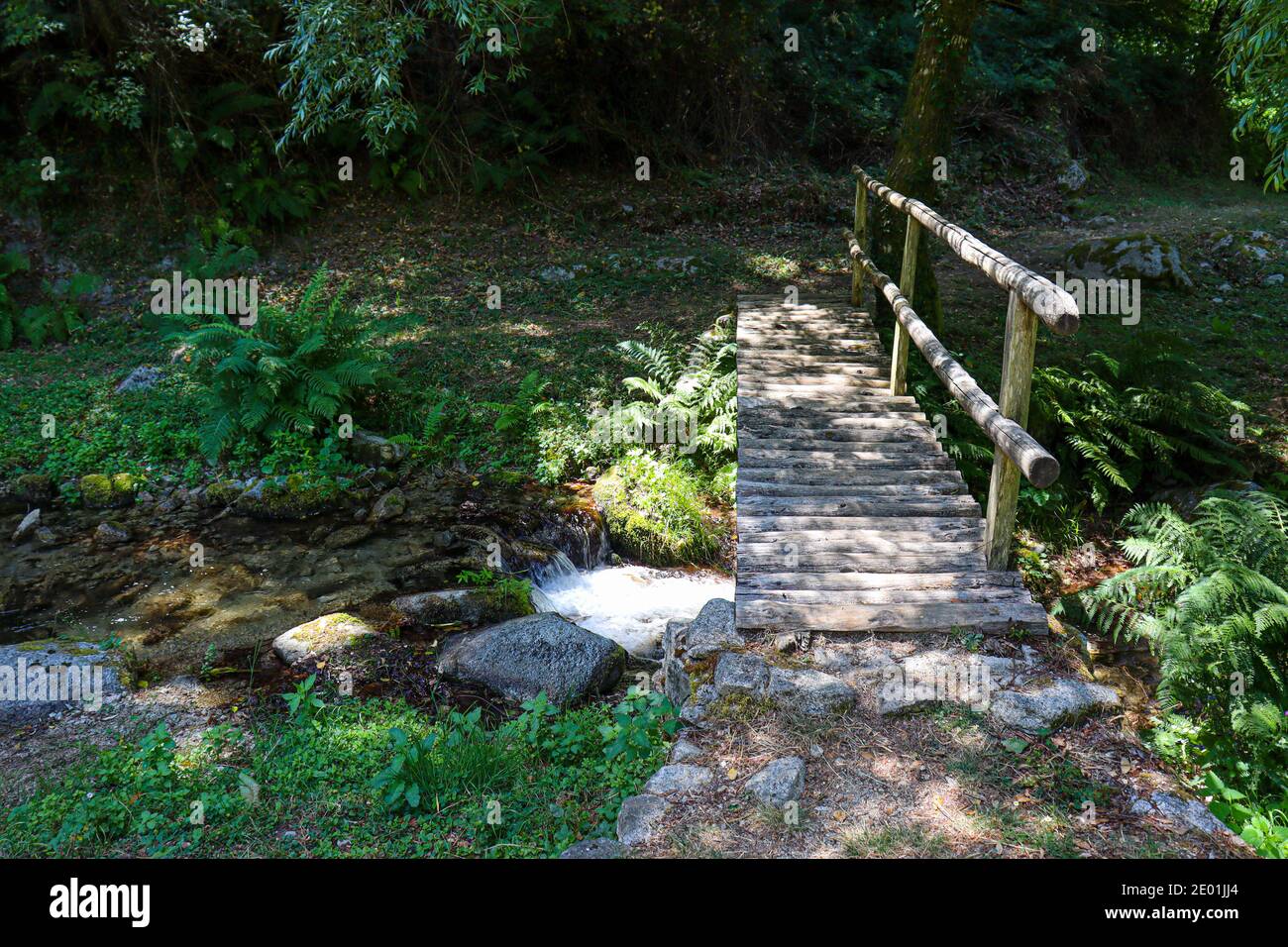 wooden bridge in the forest full of trees and river with footpath Stock ...