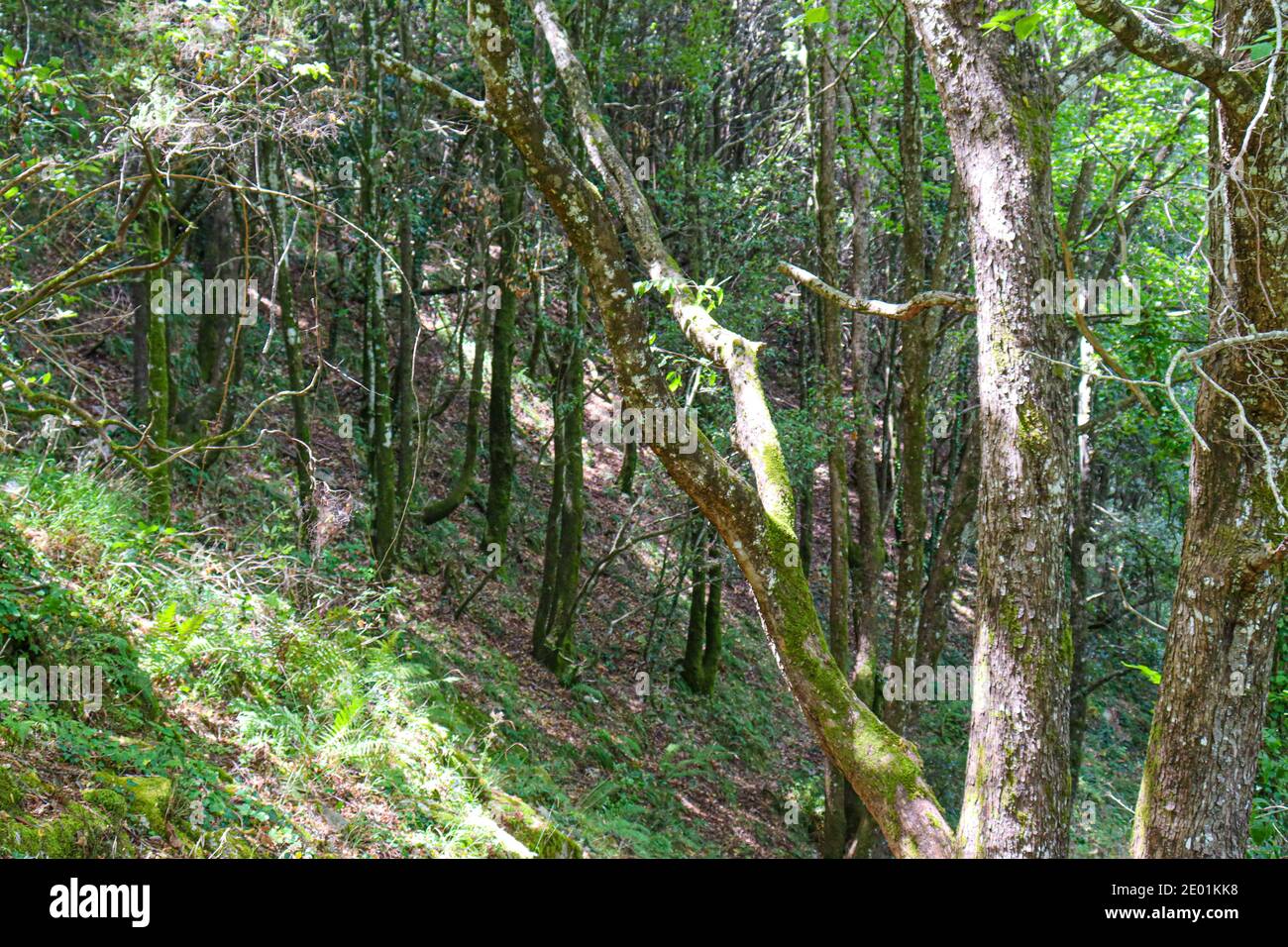 tall green european beech forest with sky behind Stock Photo - Alamy