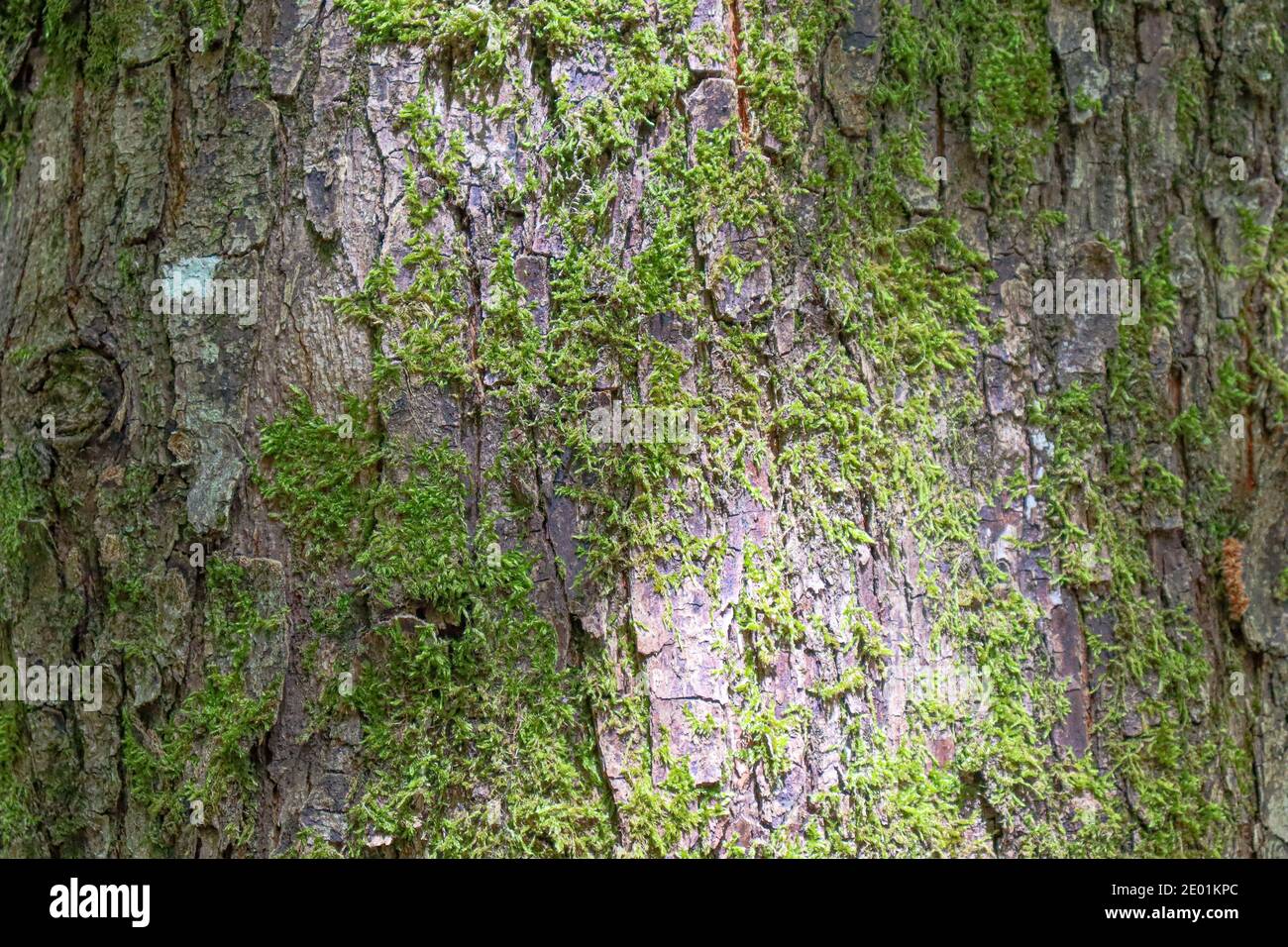 tree bark texture with moss close up Stock Photo - Alamy
