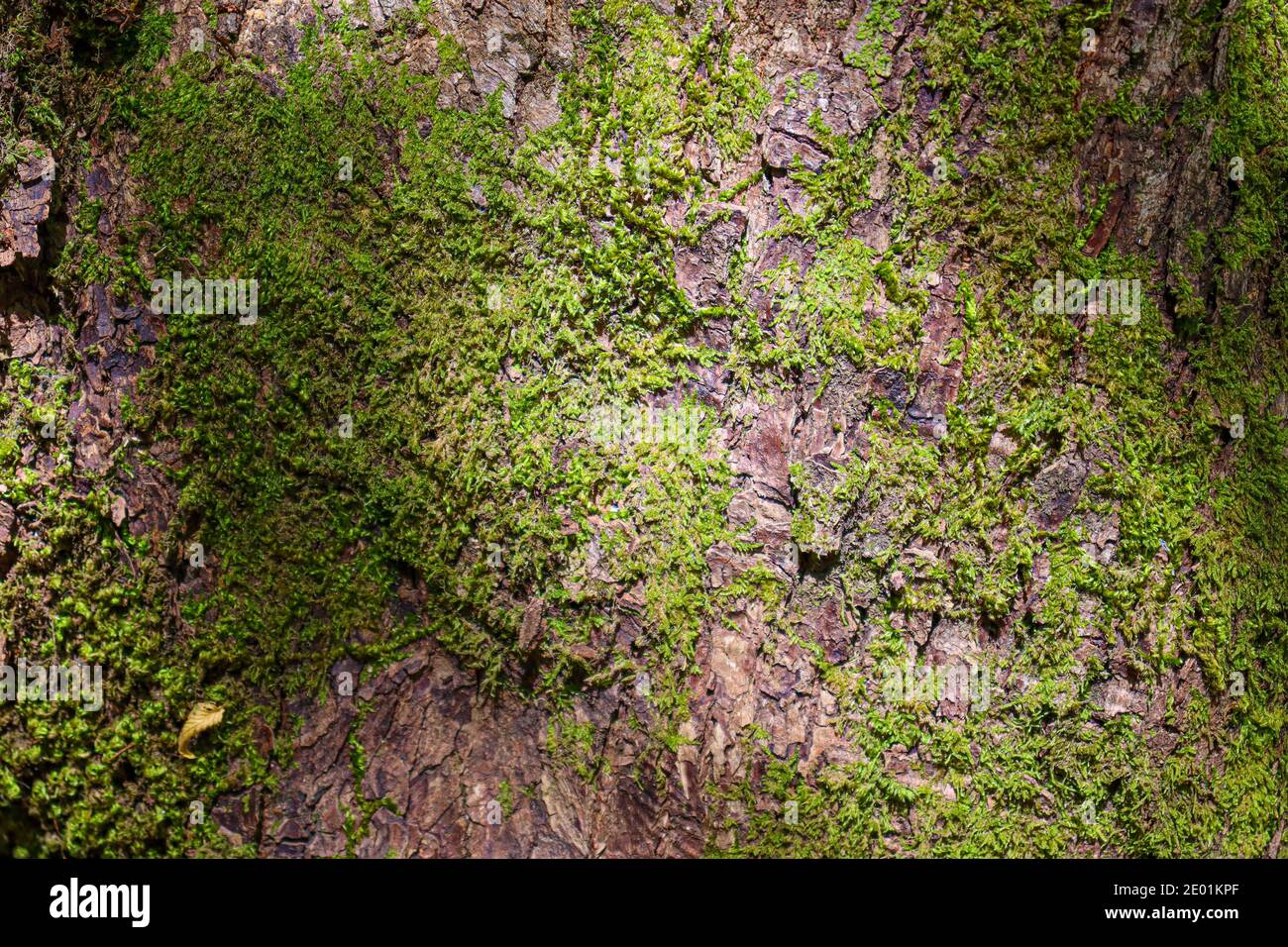tree bark texture with moss close up Stock Photo - Alamy