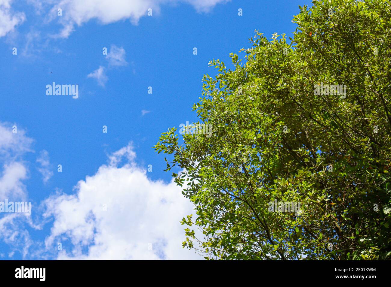Point of view of green trees with the sky behind upwards Stock Photo ...