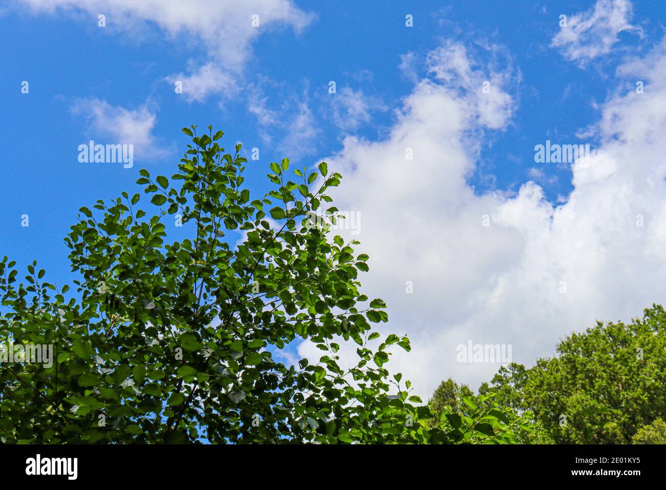 Point of view of green trees with the sky behind upwards Stock Photo ...