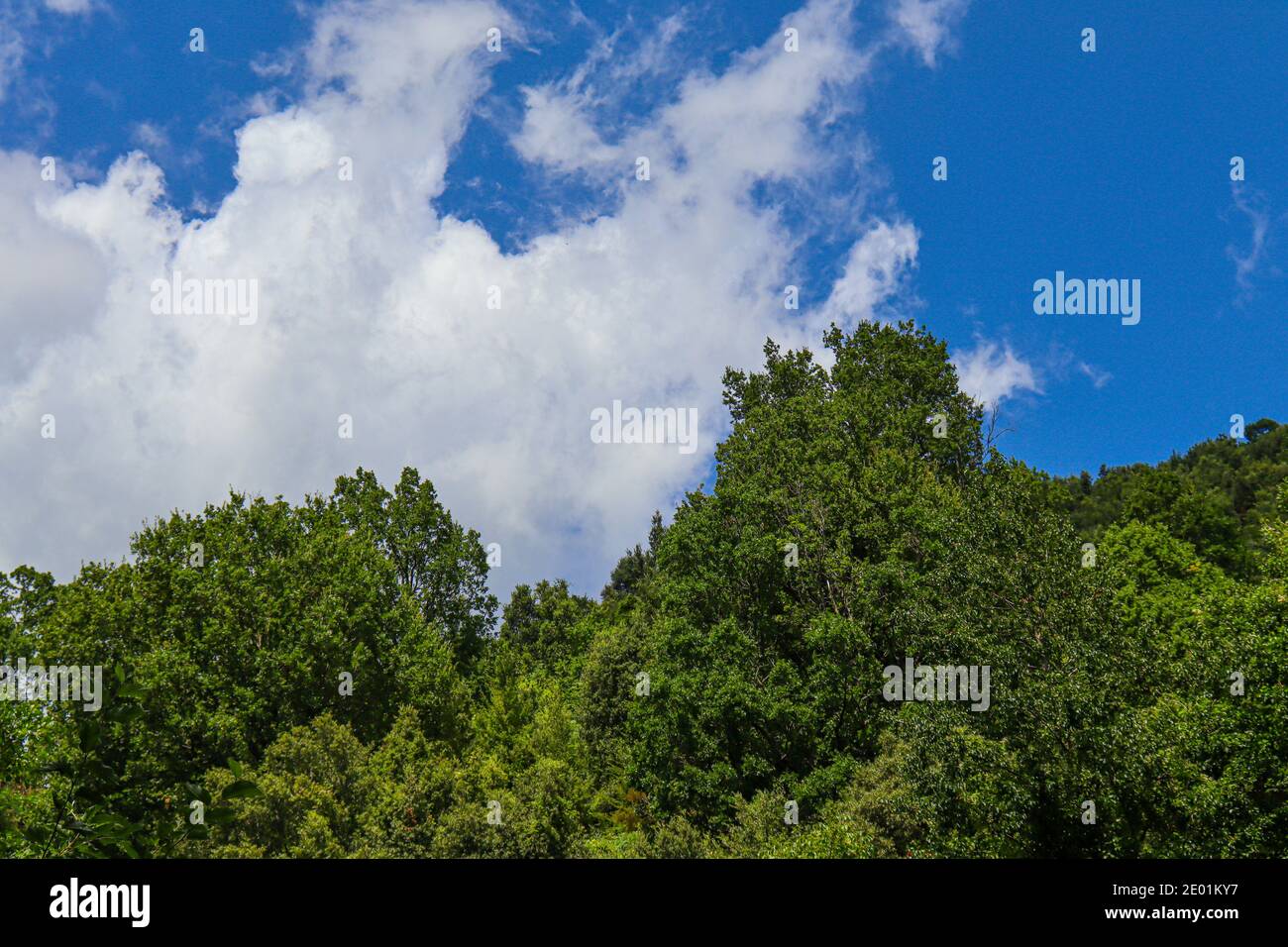 Point of view of green trees with the sky behind upwards Stock Photo ...