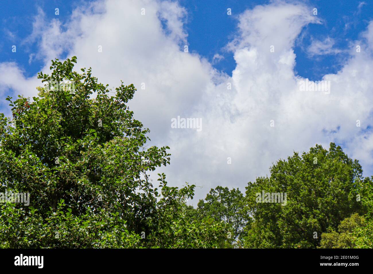 Point of view of green trees with the sky behind upwards Stock Photo ...