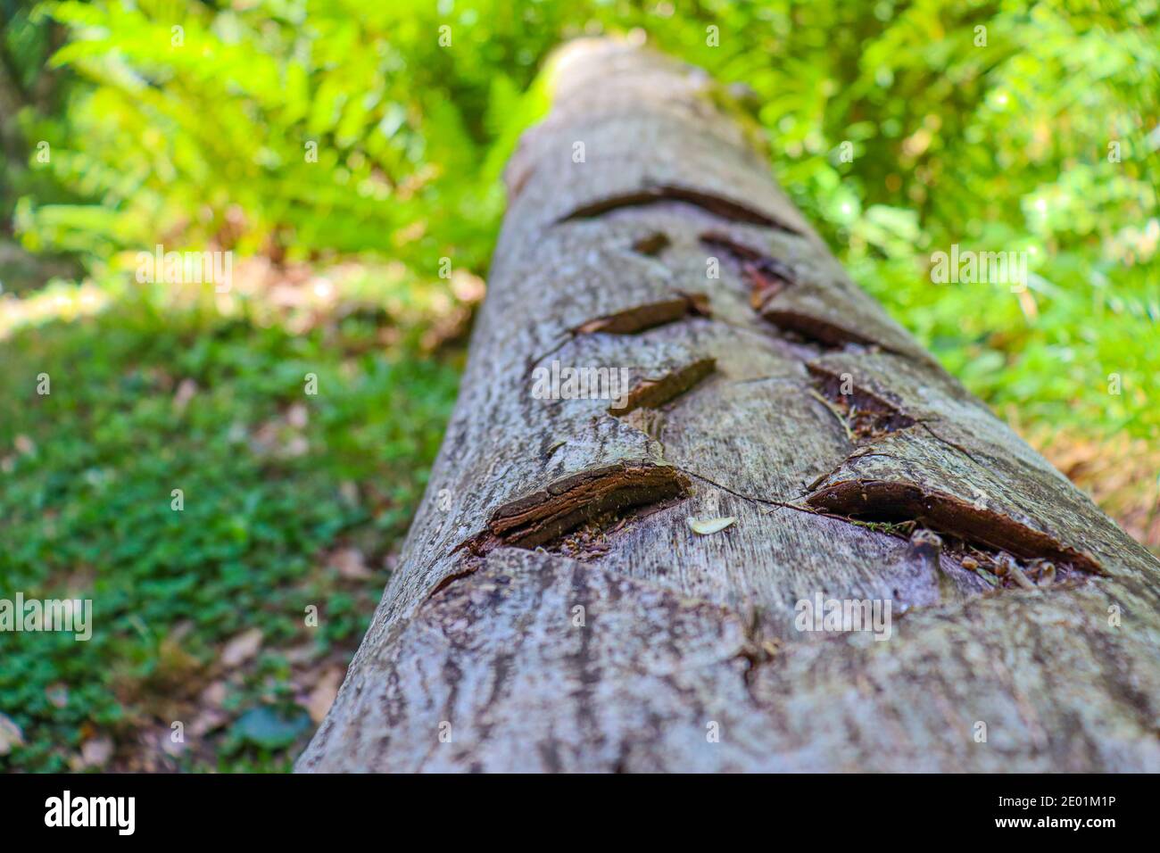 tree trunk engraved in the wood with symbols Stock Photo - Alamy