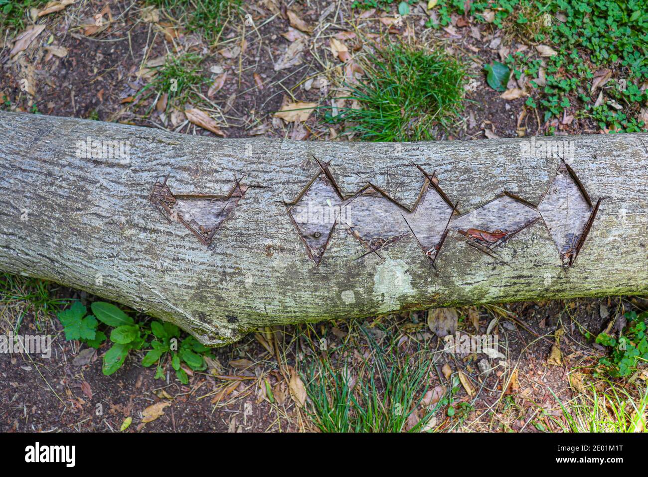 tree trunk engraved in the wood with symbols Stock Photo - Alamy