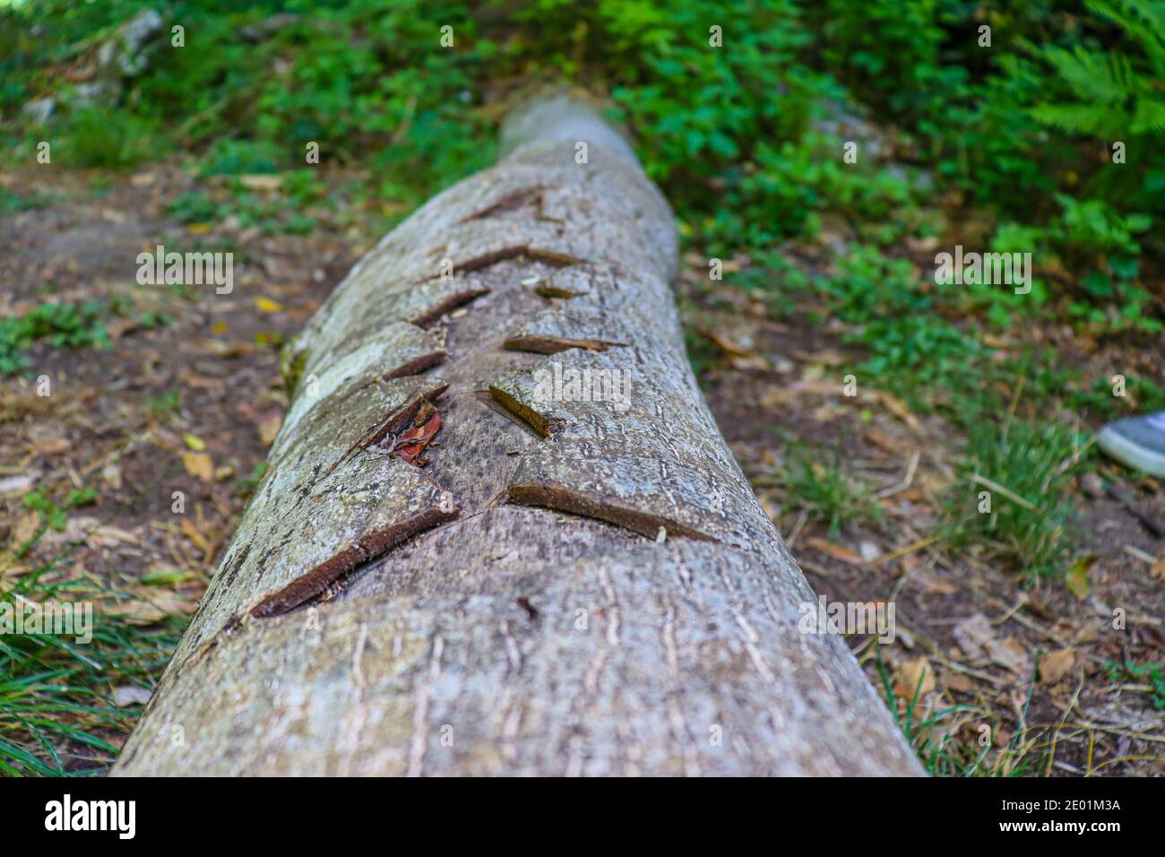 tree trunk engraved in the wood with symbols Stock Photo - Alamy