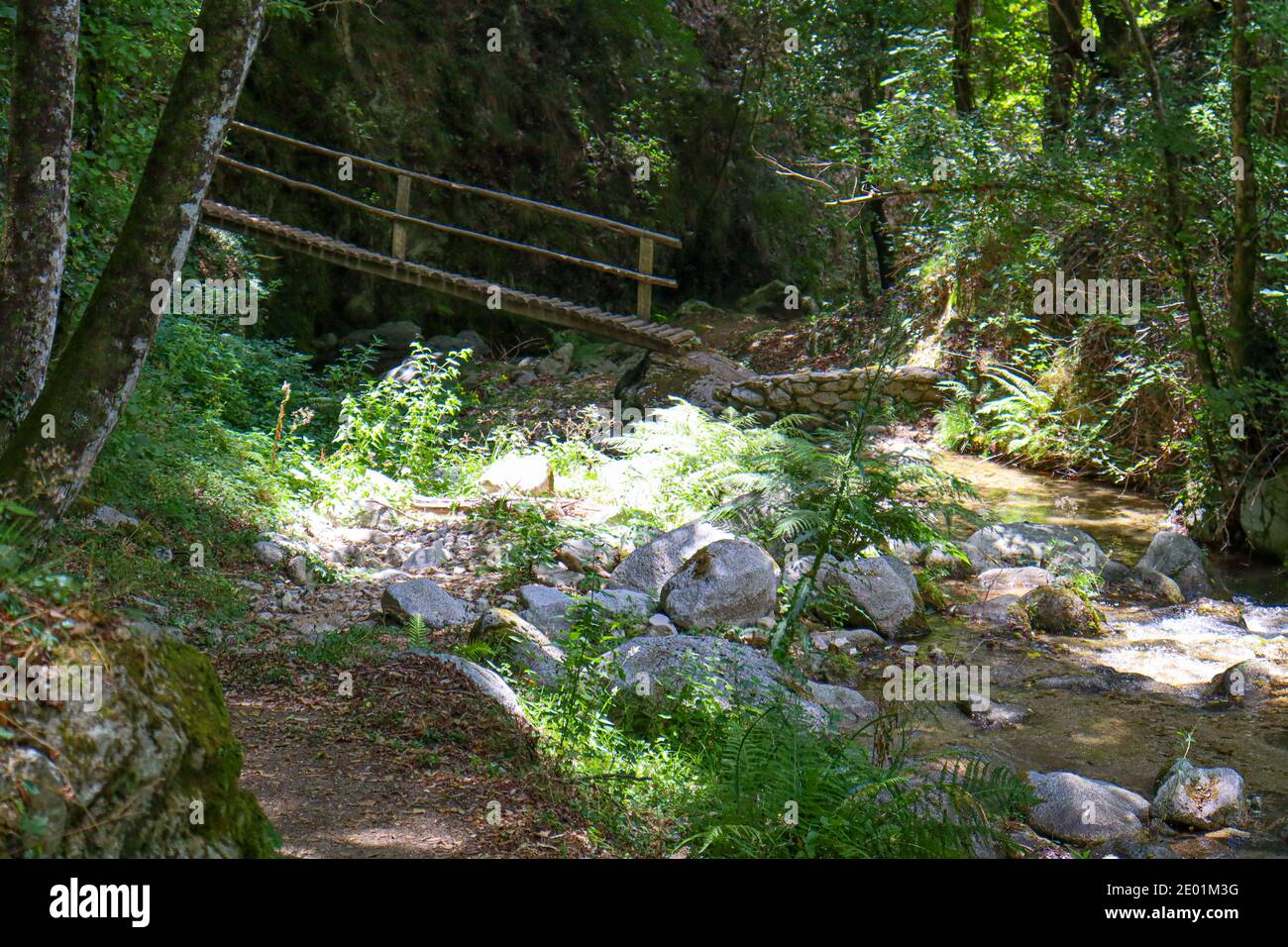 wooden bridge in the forest full of trees and river with footpath Stock ...
