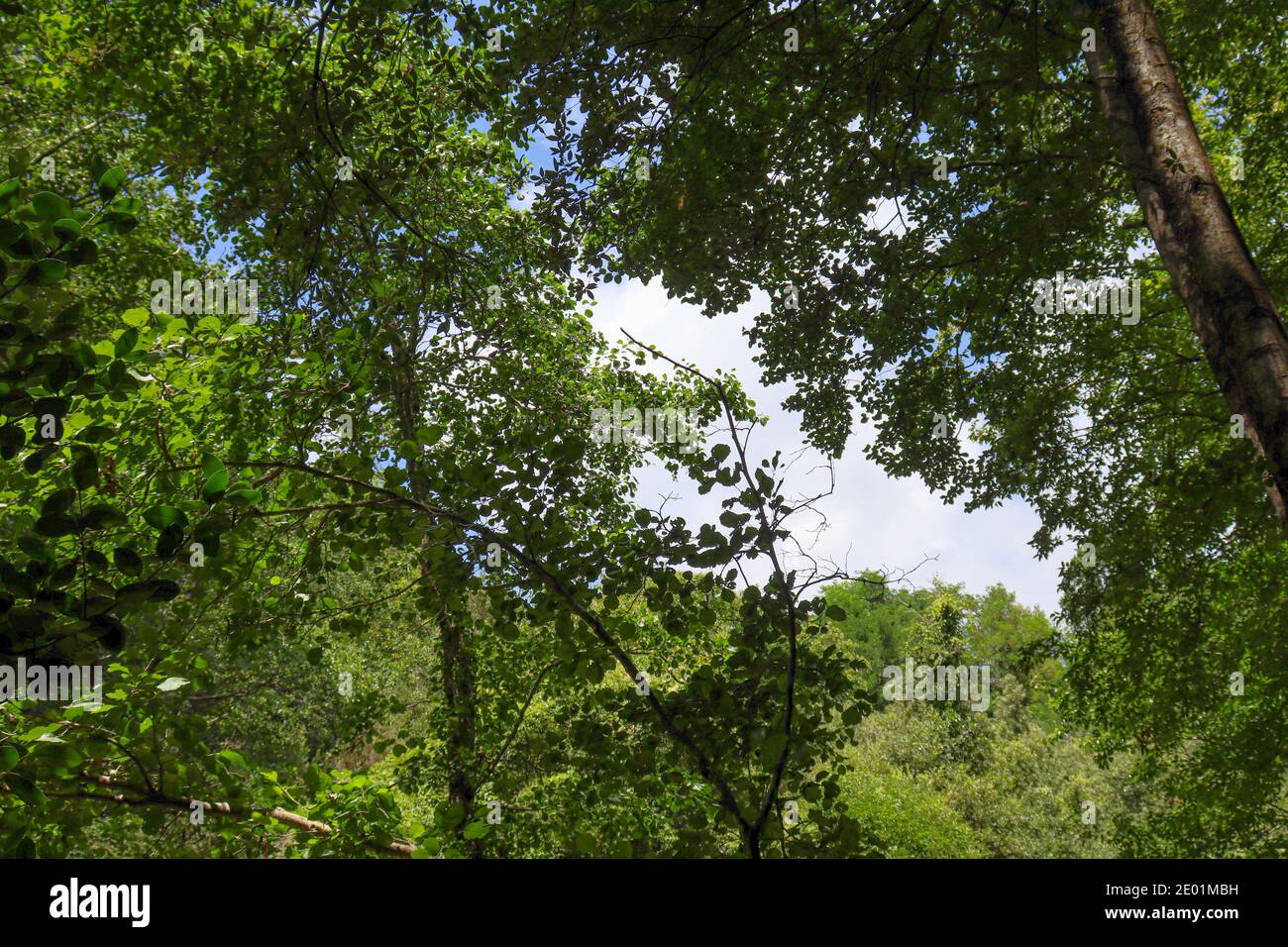 Point of view of green trees with the sky behind upwards Stock Photo ...