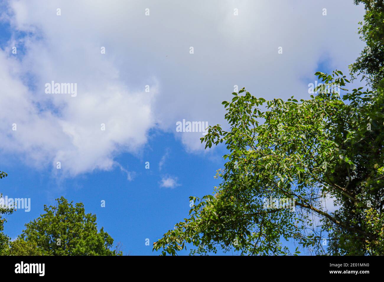 Point of view of green trees with the sky behind upwards Stock Photo ...
