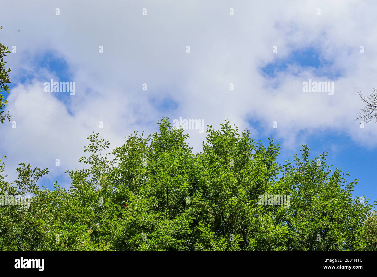Point of view of green trees with the sky behind upwards Stock Photo ...