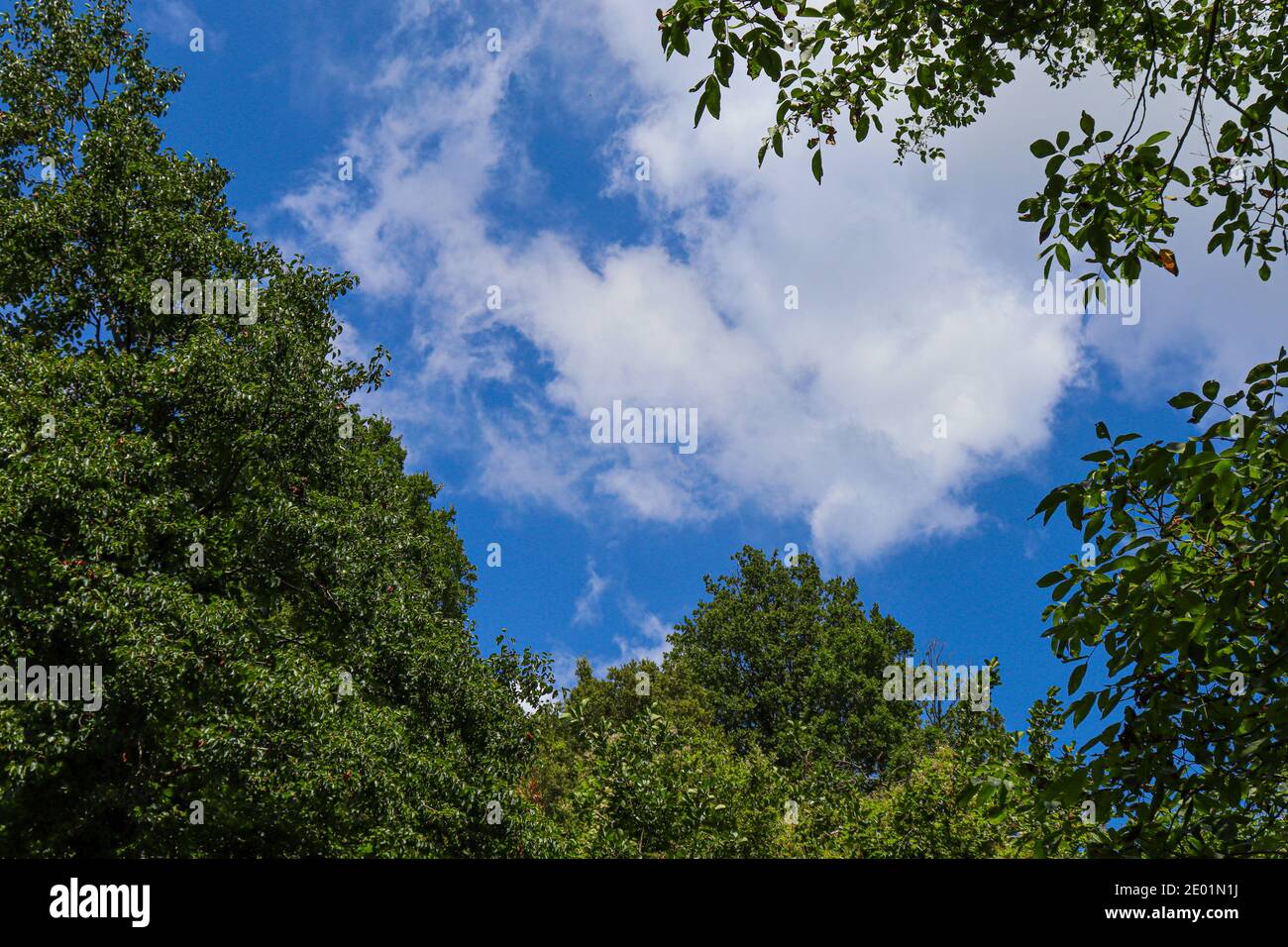 Point of view of green trees with the sky behind upwards Stock Photo ...