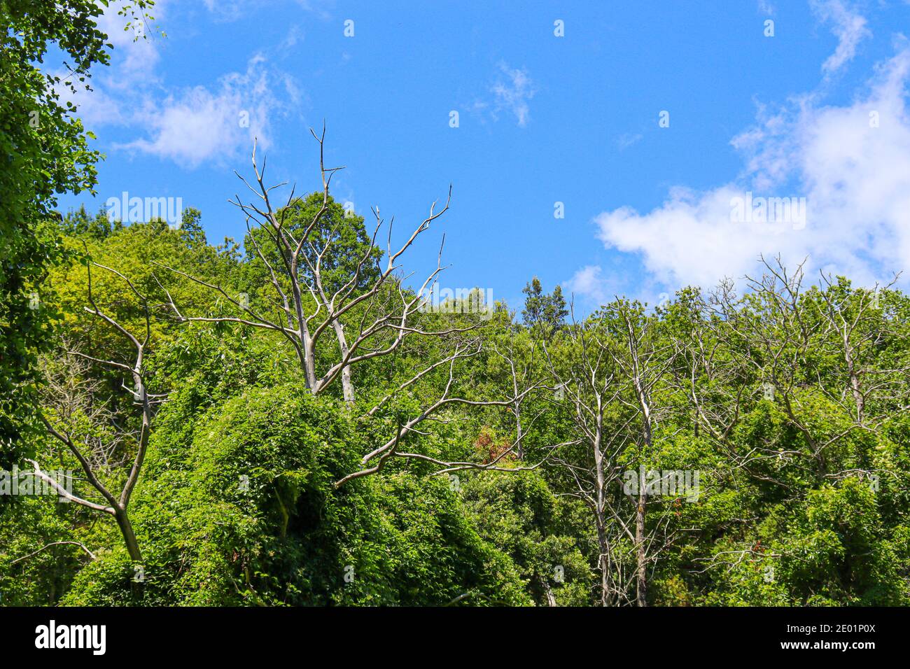 Point of view of green trees with the sky behind upwards Stock Photo ...