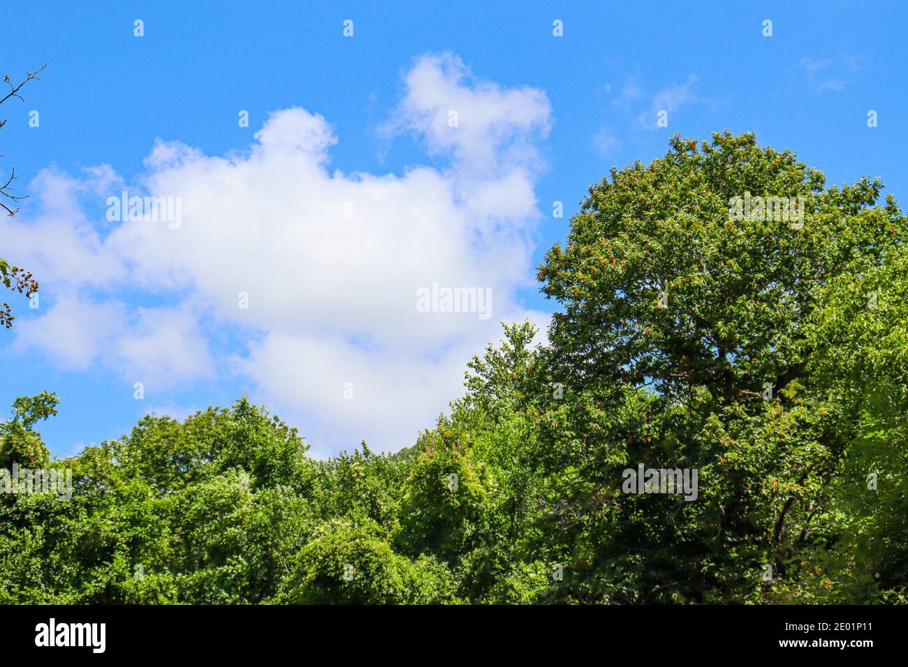 Point of view of green trees with the sky behind upwards Stock Photo ...