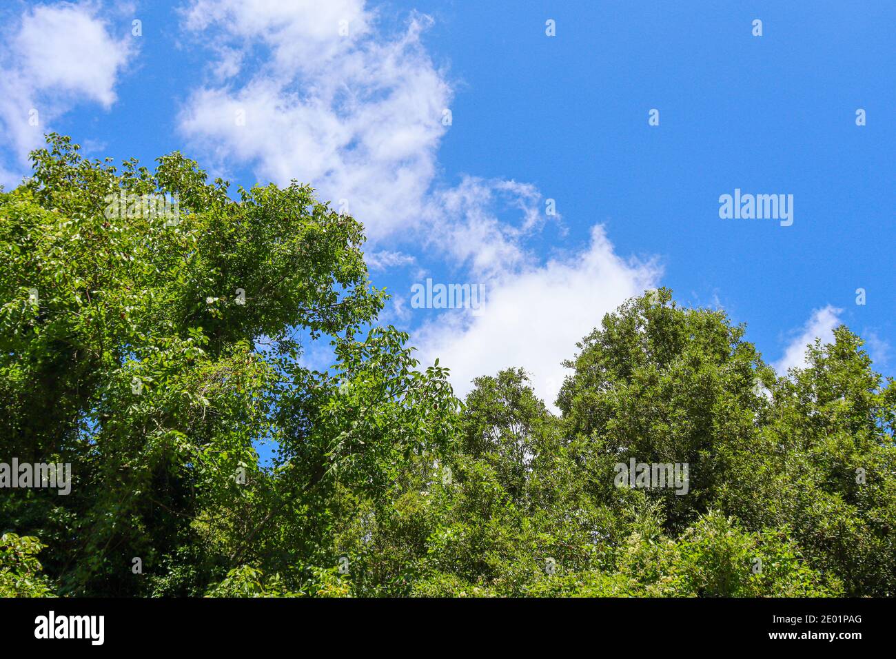 Point of view of green trees with the sky behind upwards Stock Photo ...