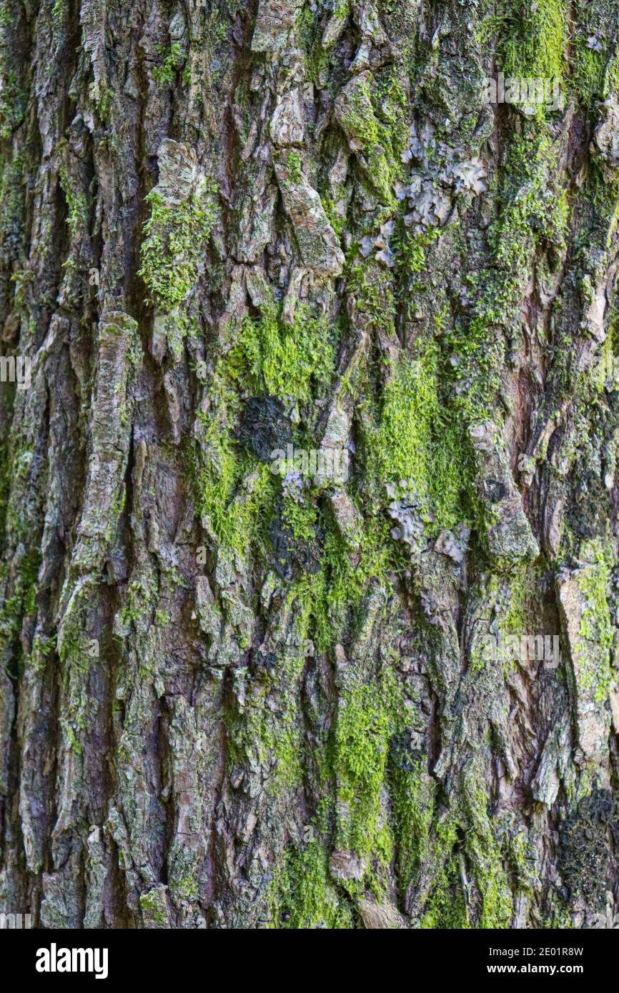 tree bark texture with moss close up Stock Photo - Alamy