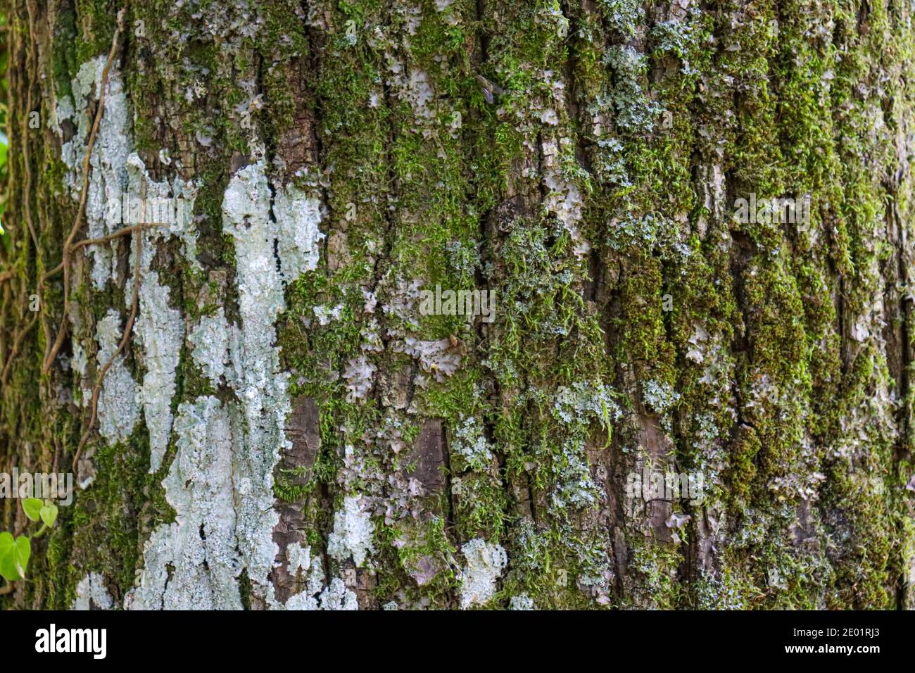 tree bark texture with moss close up Stock Photo - Alamy