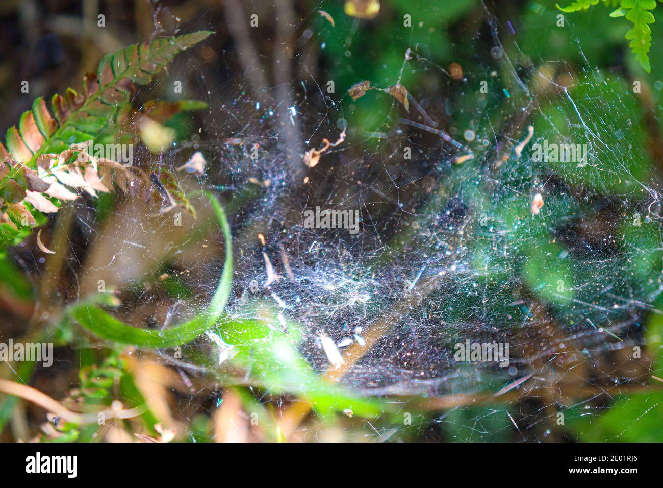 Texture of moisture on spiders web hi-res stock photography and images ...