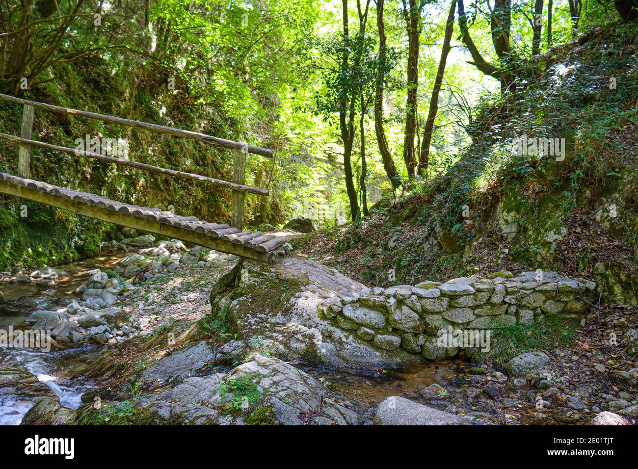 wooden bridge in the forest full of trees and river with footpath Stock ...