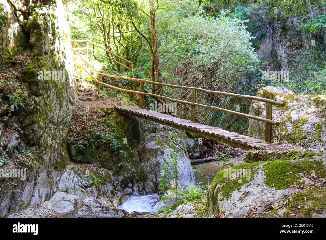 wooden bridge in the forest full of trees and river with footpath Stock ...