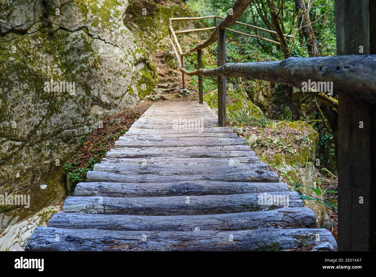wooden bridge in the forest full of trees and river with footpath Stock ...