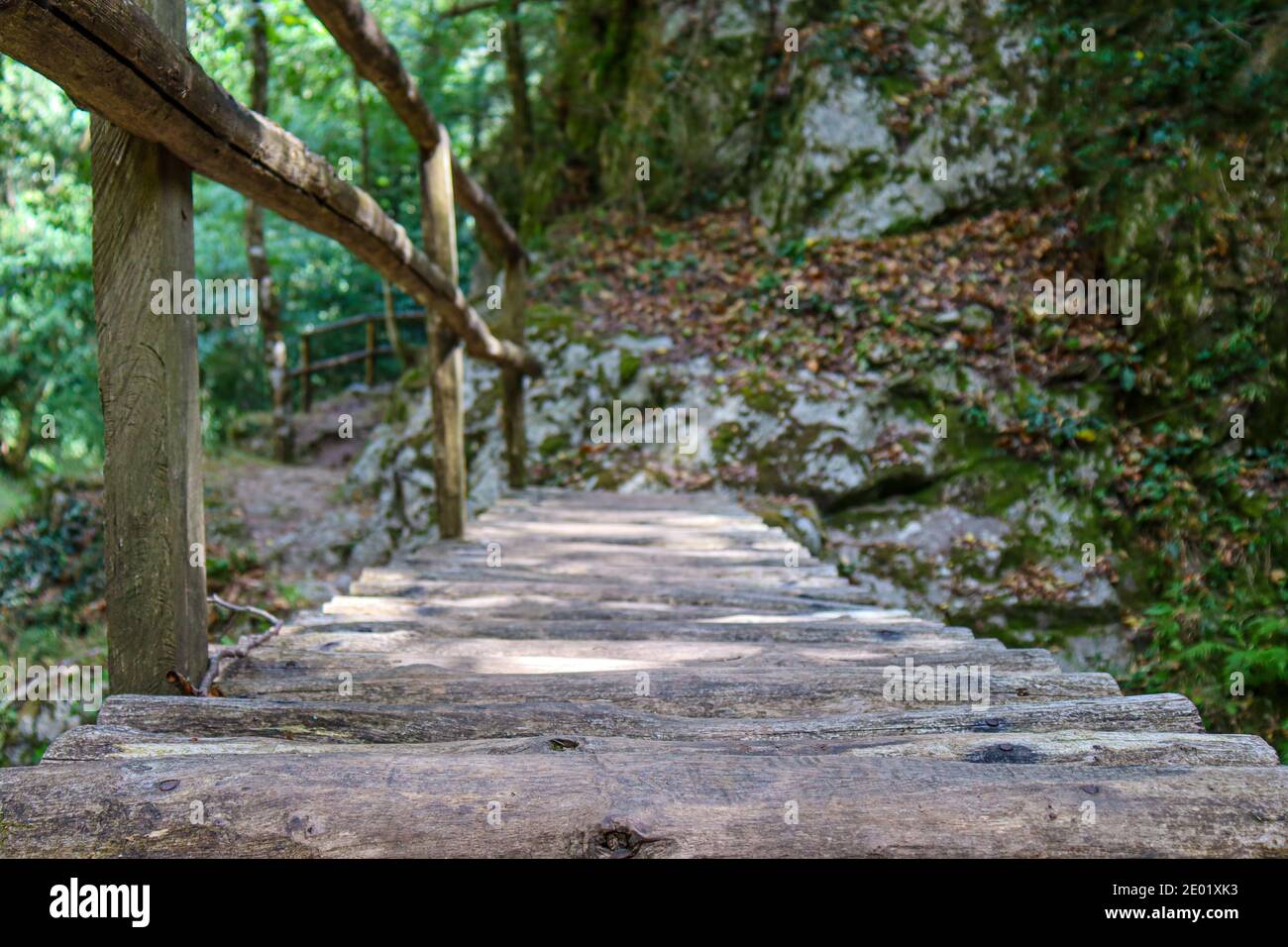 wooden bridge in the forest full of trees and river with footpath Stock ...