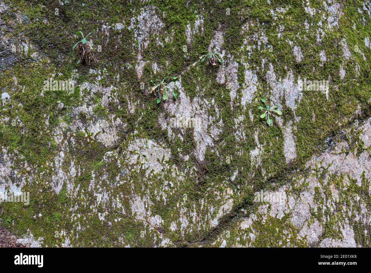 rock texture close up with green moss and roots. High quality cracked ...