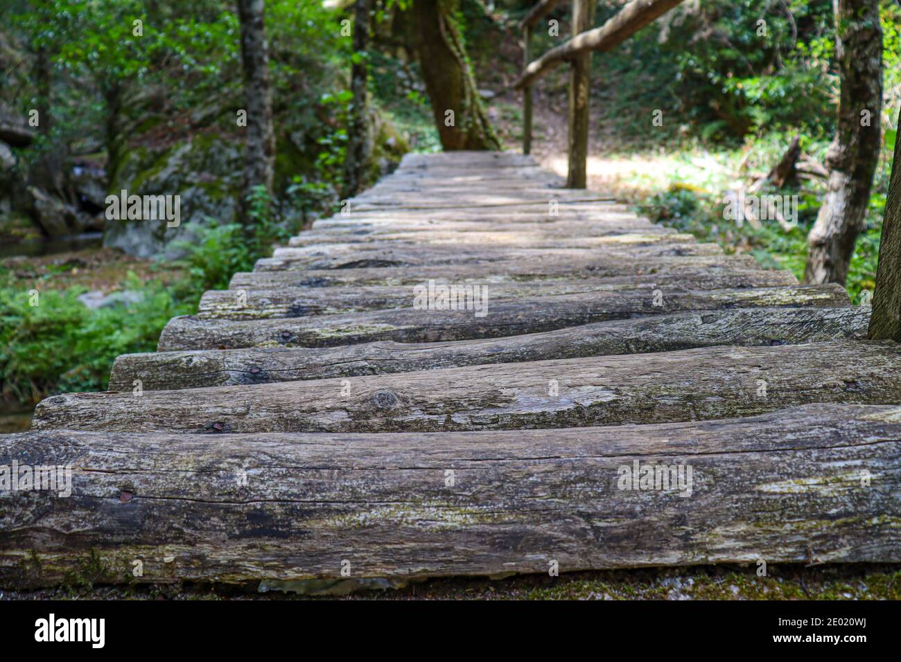 wooden bridge in the forest full of trees and river with footpath Stock ...