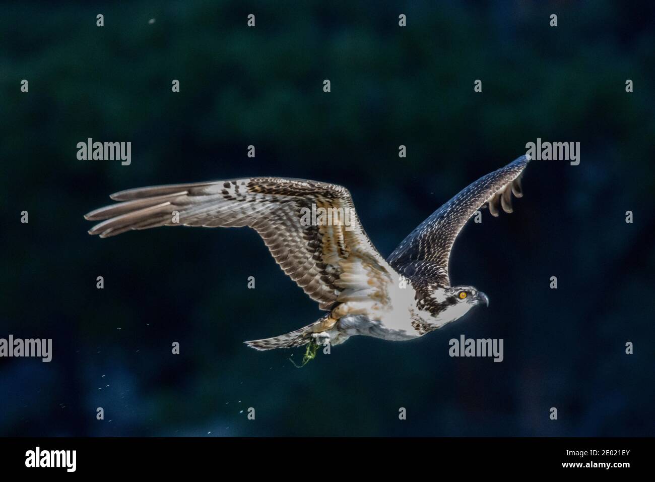 Osprey fishing in the South Platte River in Eleven Mile Canyon Colorado ...