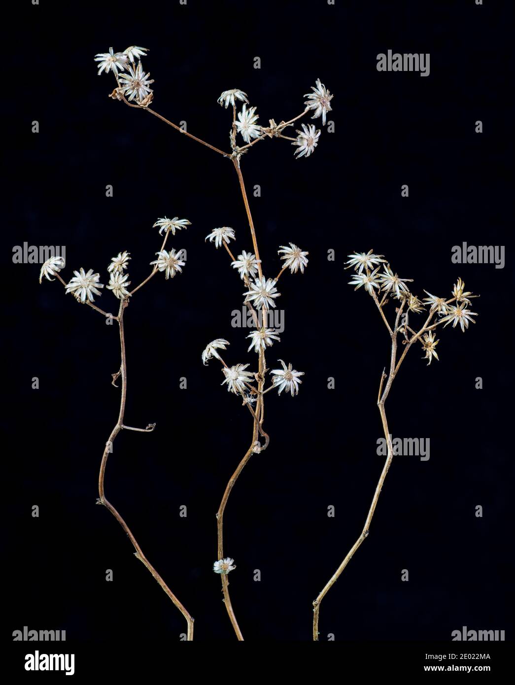 Mimic flower hi-res stock photography and images - Alamy