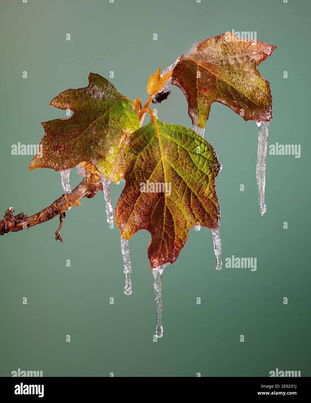 Leaves of oakleaf hydrangea (Hydrangea quercifolia), after freezing ...