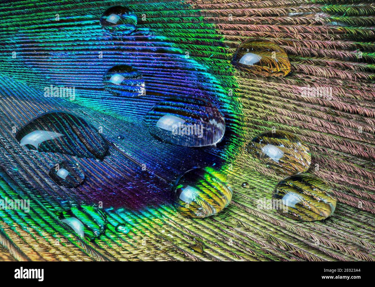 Macro view of raindrops on peacock feather Stock Photo - Alamy
