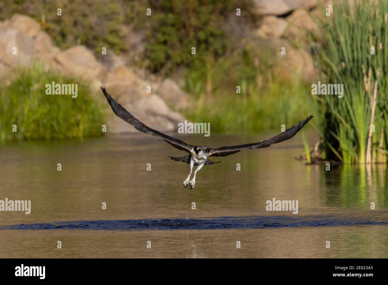 Osprey fishing in the South Platte River in Eleven Mile Canyon Colorado ...