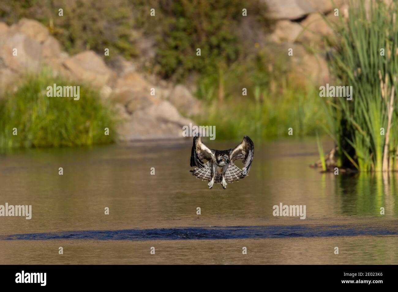 Osprey fishing in the South Platte River in Eleven Mile Canyon Colorado ...