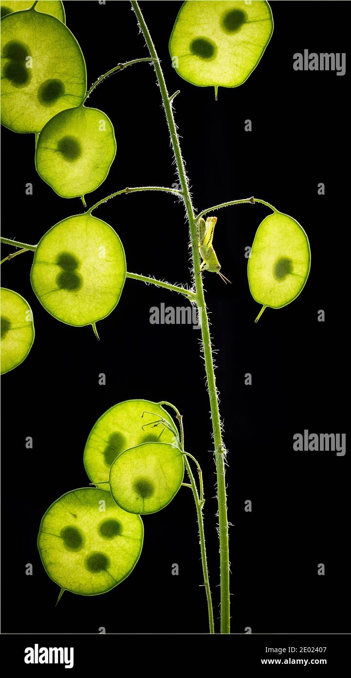 Translucent seed pods hi-res stock photography and images - Alamy