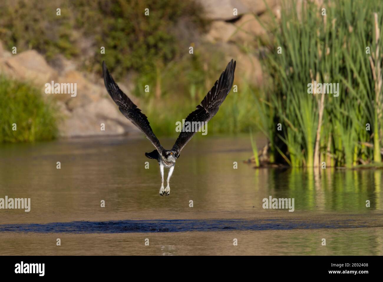 Osprey fishing in the South Platte River in Eleven Mile Canyon Colorado ...