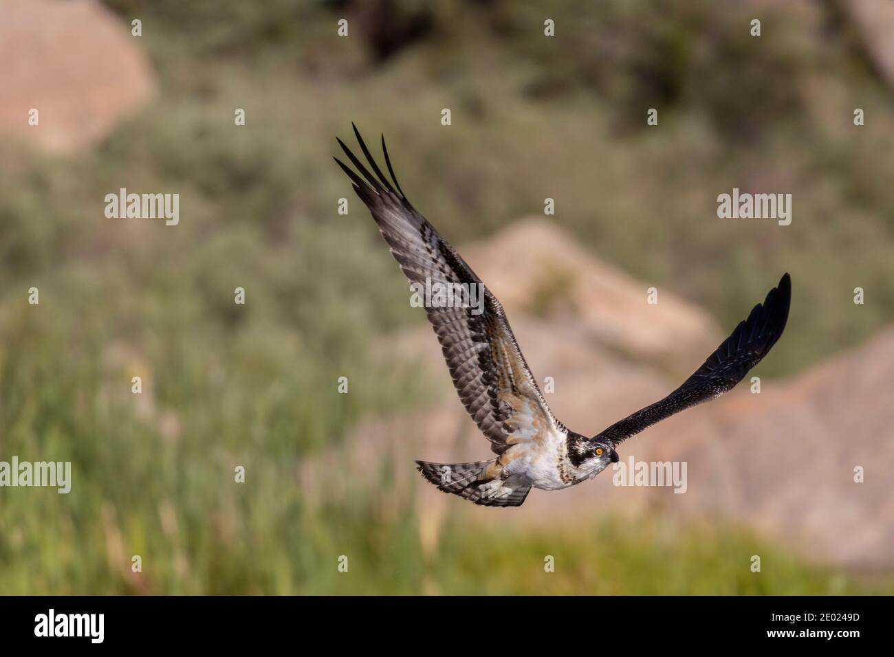 Osprey fishing in the South Platte River in Eleven Mile Canyon Colorado ...