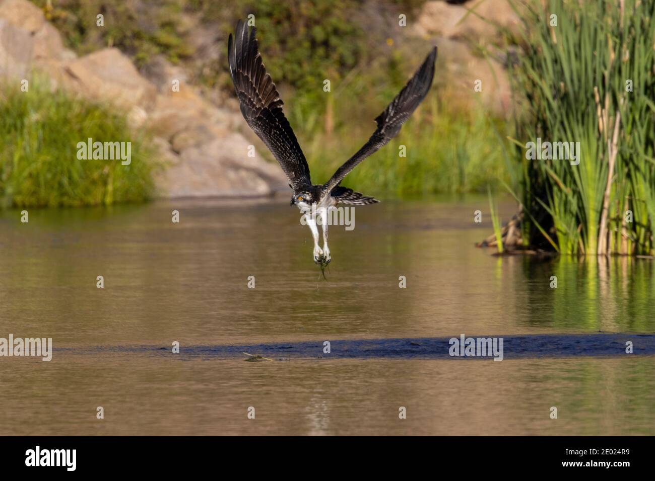Osprey fishing in the South Platte River in Eleven Mile Canyon Colorado ...