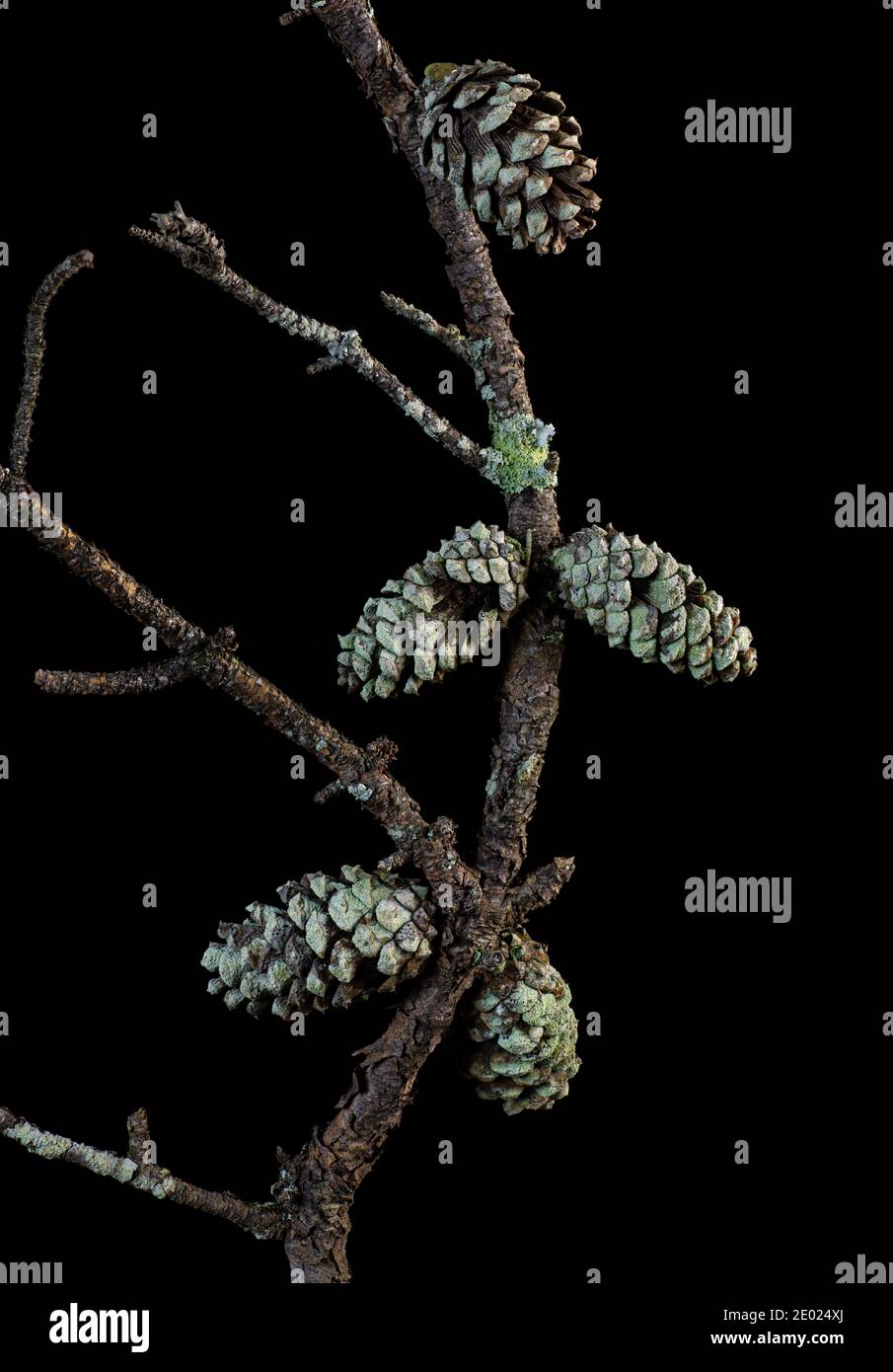 Lichen-covered cones on dead branch of shortleaf pine (Pinus echinata ...