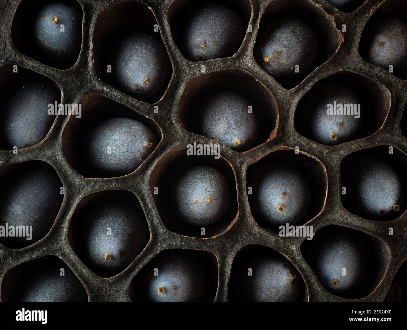 Seed pod of sacred lotus (Nelumbo nucifera), showing seeds Stock Photo - Alamy