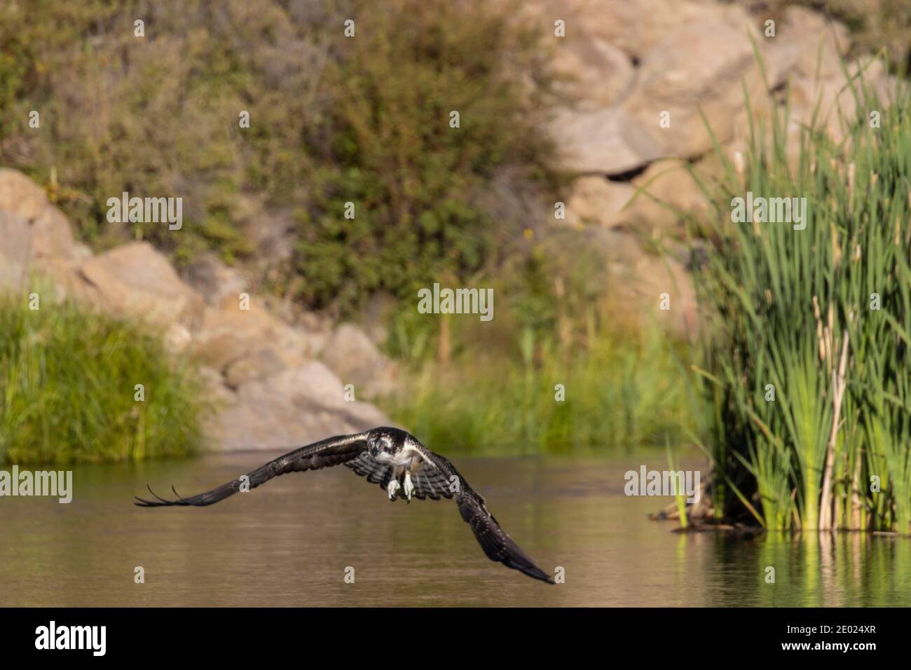 Osprey fishing in the South Platte River in Eleven Mile Canyon Colorado ...