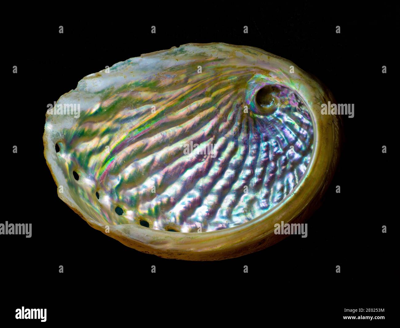 Inside of shell of abalone, showing the iridescence of the mother of ...