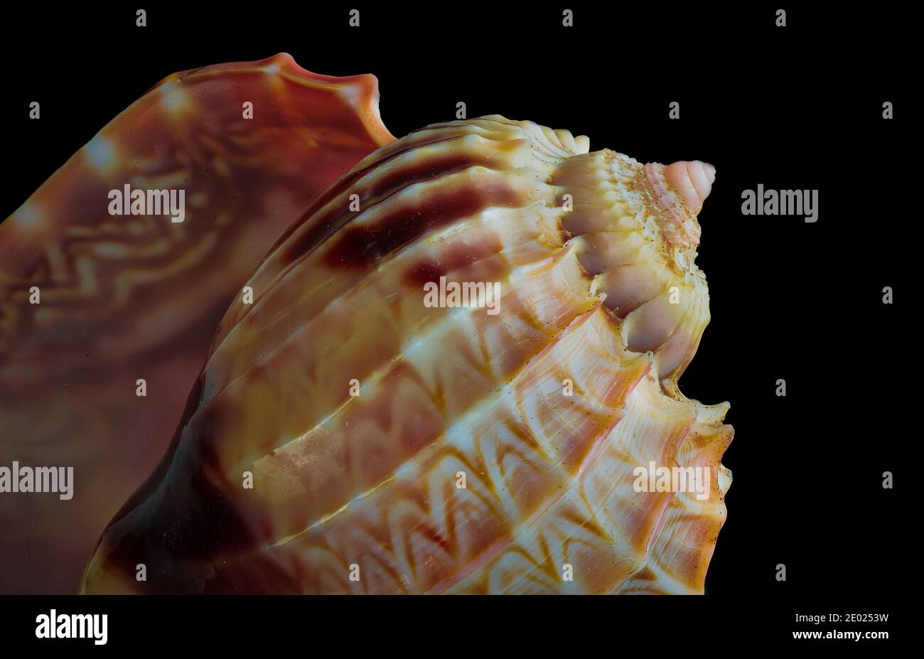 Macro view of sea shell, showing spiral and ridges Stock Photo - Alamy