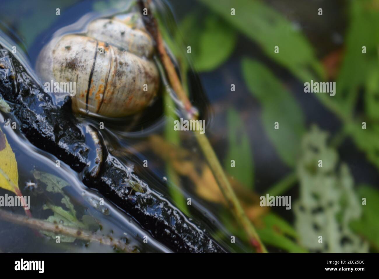A shell washing up to shore Stock Photo - Alamy