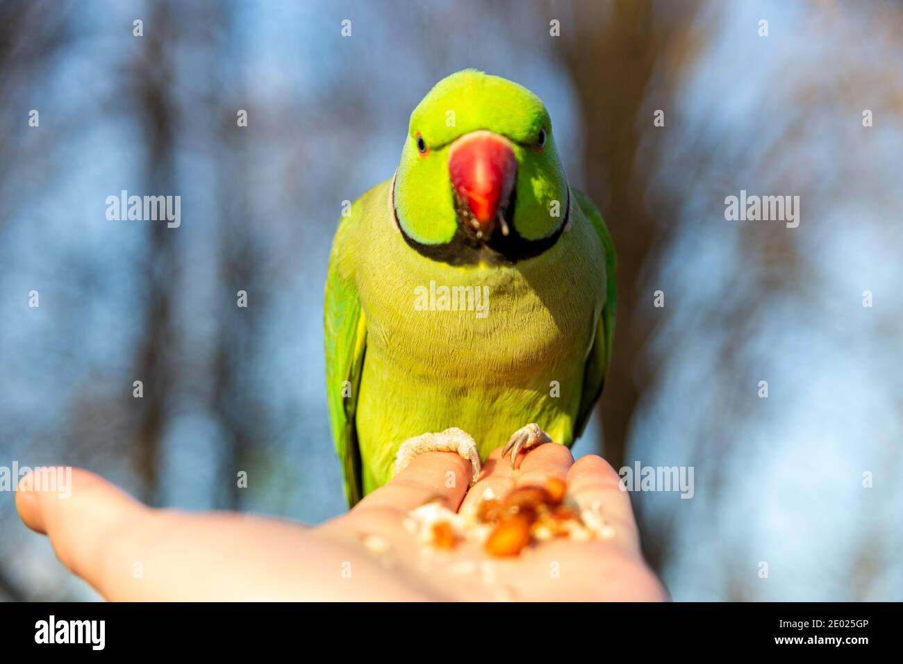 Parakeet animal hi-res stock photography and images - Alamy